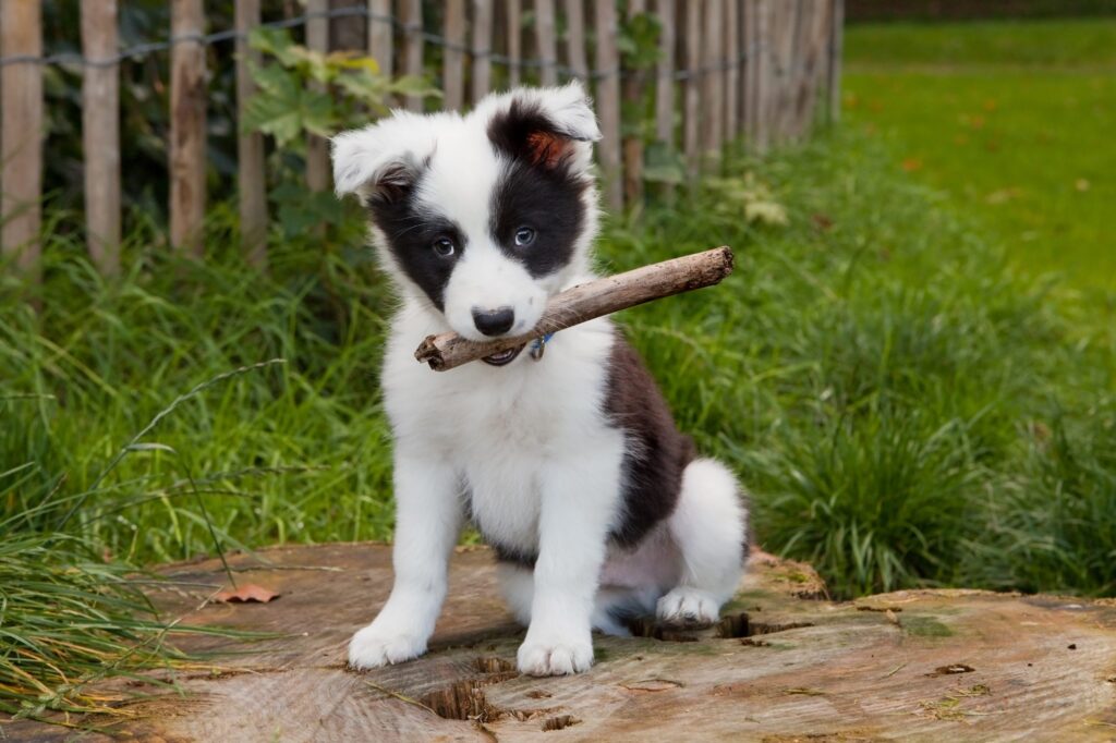 Signs Your Dog Would Love Daycare - Dog Training, Boarding & Daycare in ...